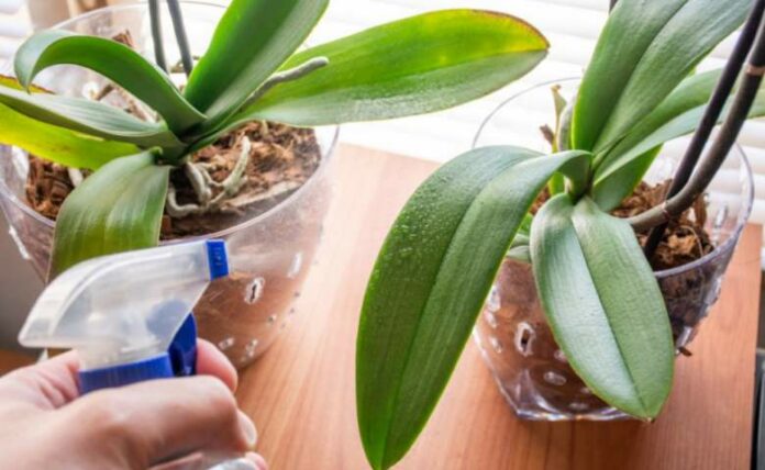 6 Cara Merawat Anggrek, Berbunga Cantik dan Bebas Hama
