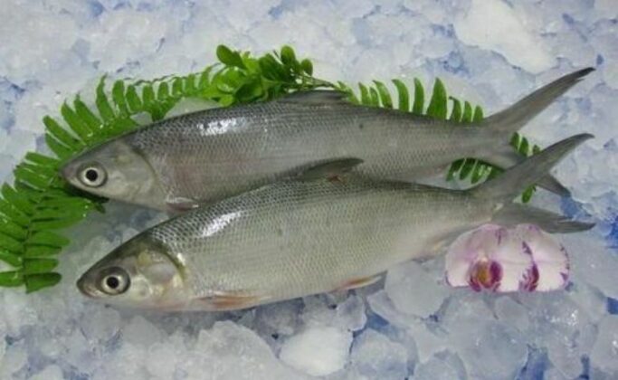 11 Manfaat Ikan Bandeng: Sumber Protein yang Gurih