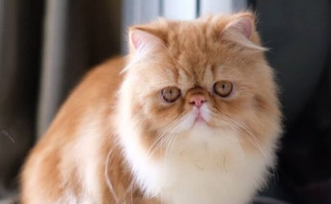 7 Jenis Kucing Persia yang Bagus dan Populer di Indonesia!