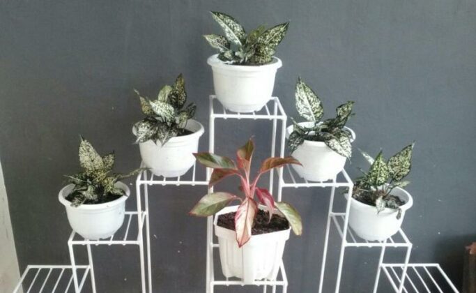 10 Model Rak Bunga: Estetik, Rapi, dan Lebih Cantik! - Tokopedia Blog