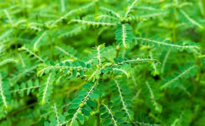 10 Manfaat Daun Meniran: Tanaman Liar Kaya Khasiat