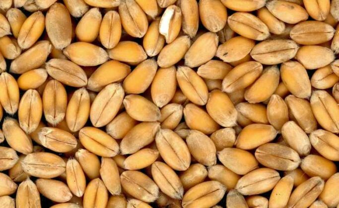 11 Manfaat Gandum: Biji-bijian Sehat, Tangkal Obesitas