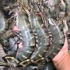 Jual udang pancet Tiger prawn super jumbo segar fresh - 1 kg (10-12 ...