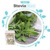 Jual Bibit / Benih /Seed Stevia Rebaudiana Candyleaf Sugar Leaf Daun ...