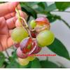 Promo Bibit Anggur Everest Grafting Super Cepat Berbuah - Kab. Kediri ...