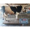 Jual Timbangan Sapi Loadbarr 1 - 2 Ton Timbangan Ternak model Balok ...