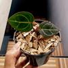 Jual tanaman hias anthurium docblock michelle - Kab. Bogor - plinplant ...