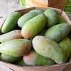 Jual Mangga kiojay | mangga thailand | mangga bangkok - Kiojay - 1 kg ...