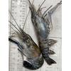 Jual UDANG TIGER ATAU PANCET JUMBO 10-12 EKOR - Kota Tangerang - LUCKY ...