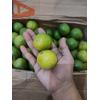 Jual JERUK NIPIS BESAR 1 kilogram / fresh / baru / 1000 gram buah ...