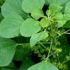 Jual Daun Akar Kucing Daun Anting Anting Acalypha australis Rumput ...