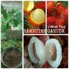 Jual Terlaris Bibit Pohon Buah Rambutan Garuda Giant atau Jumbo NNN ...