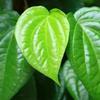 Jual Daun Sirih segar - daun seureuh antiseptik alami organik - 500grm ...