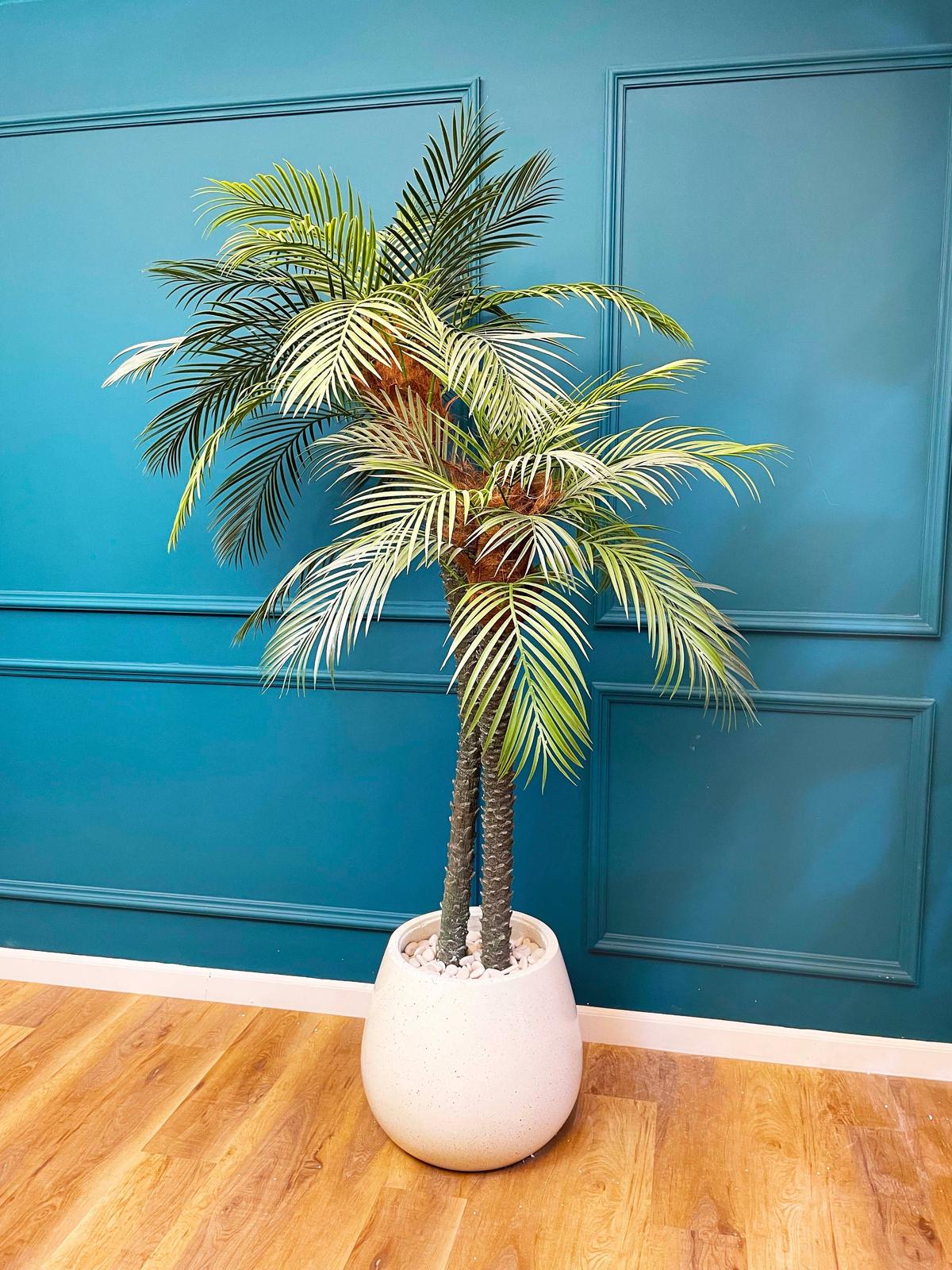 Toko Golden Palm Trees Online - Produk Lengkap & Harga Terbaik | Tokopedia