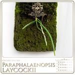 Jual ORCHIDSGARDEN Paraphalaenopsis laycockii laycoki laycocki Anggrek ...