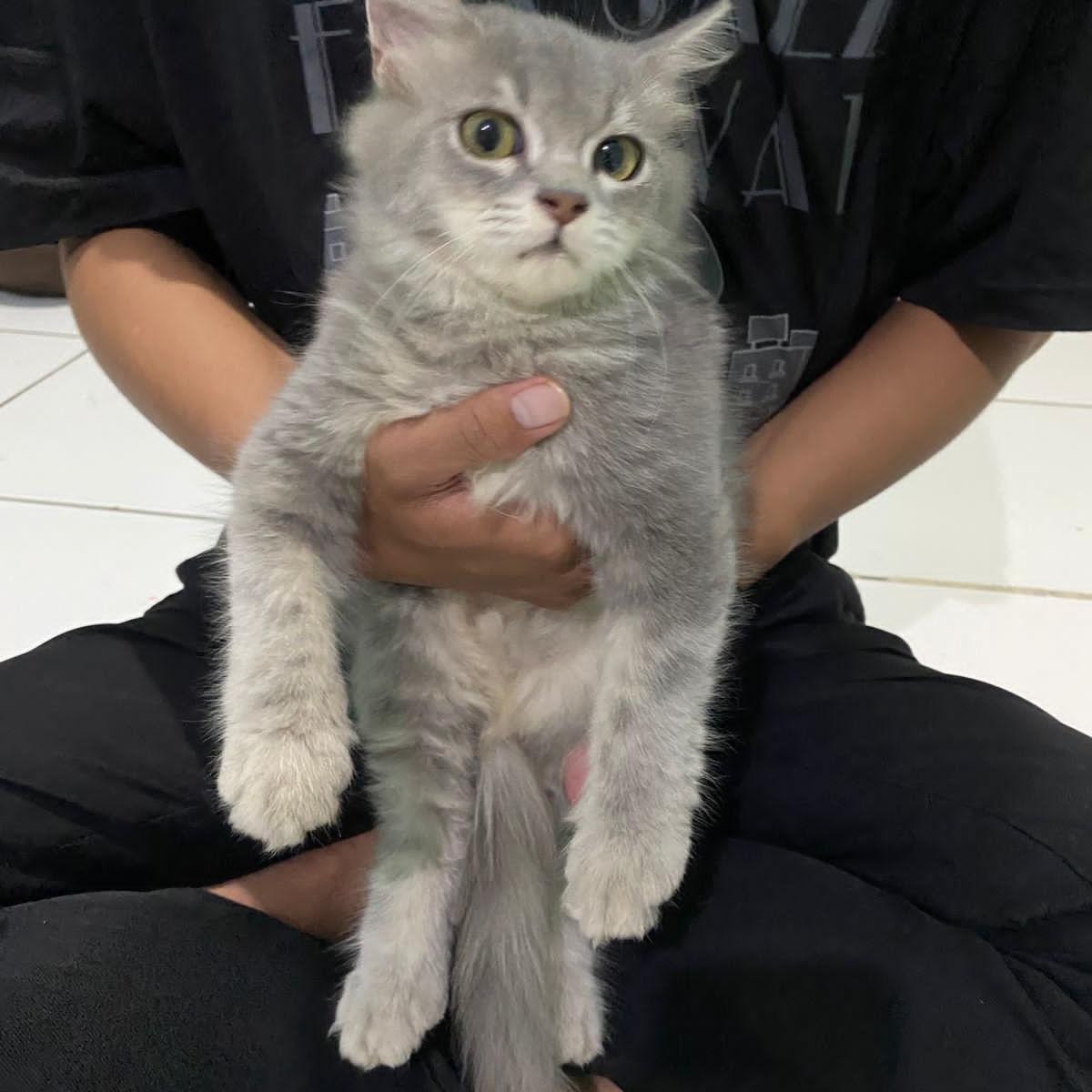 Kucing Persia Murah Hewan Peliharaan Ratu? Mengenal Lebih Dekat Kucing