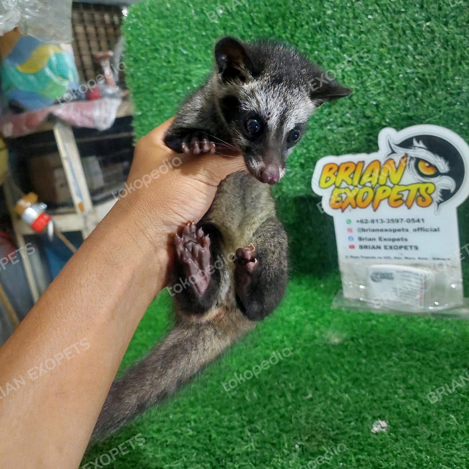 Musang Pandan Musang Lovers Indonesia (@musangloversofficial)