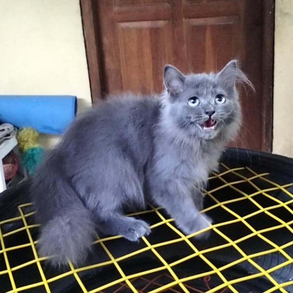 Kucing Persia Abu Abu BSH KW 😂 #persiaabusolid #kucingdewasa