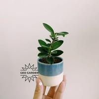 Jual Bonsai Dollar Terbaik - Harga Murah Oktober 2025 & Cicil 0%