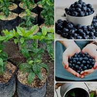 Jual Bibit Tanaman Blueberry Terbaik - Harga Murah Mei 2024 & Cicil 0%