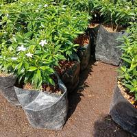 Jual Tanaman Rombusa Terbaik - Harga Murah Juni 2024 & Cicil 0%