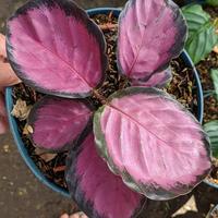 Jual Bunga Calathea Terbaik - Harga Murah Juni 2024 & Cicil 0%