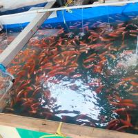 Jual Benih Nila Merah Terdekat - Harga Murah & Grosir Juni 2024