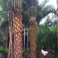 Jual Pohon Palm Terbaik - Harga Murah Juni 2024 & Cicil 0%