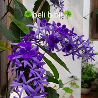 Jual Tanaman Petrea Terbaik - Harga Murah Juni 2024 & Cicil 0%