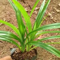 Jual Pohon Pandan Wangi Terdekat - Harga Murah & Grosir Maret 2024