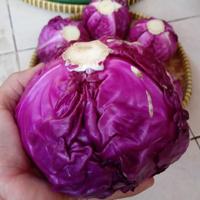 Jual Kol Ungu Terlengkap - Harga Terbaru Februari 2024 & Cicilan 0%