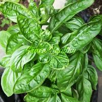 Jual Daun Basil Segar Terdekat - Harga Murah & Grosir Februari 2024