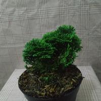 Jual Pohon Cemara Mini Terbaik - Harga Murah Juni 2024 & Cicil 0%