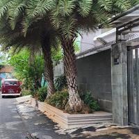 Jual Pohon Kenari Terlengkap & Terbaik - Harga Murah Mei 2024