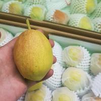 Jual Buah Pear Terdekat - Harga Murah & Grosir Februari 2025
