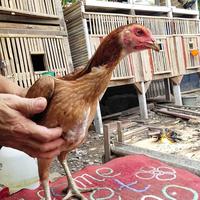 Jual Ayam Pama Murah - Harga Terbaru 2021