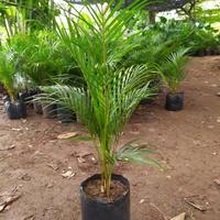 Jual Palem Regu Terdekat - Harga Murah & Grosir April 2024