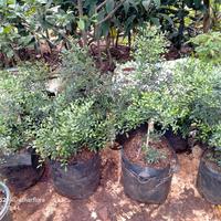 Jual Kemuning Jepang Terdekat - Harga Murah & Grosir Juni 2024