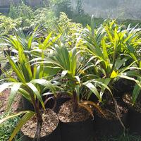Jual Palem Waregu Terbaik - Harga Murah April 2024 & Cicil 0%