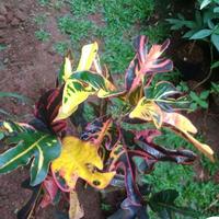 Jual Pohon Puring Terbaik - Harga Murah Maret 2025 & Cicil 0%