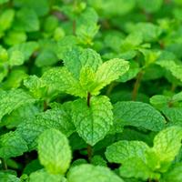 Jual Daun Mint Segar Terdekat - Harga Murah & Grosir November 2022