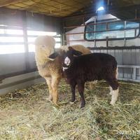 Domba Merino Harga Termurah & Kualitas Terbaik Desember 2022 - Tokopedia