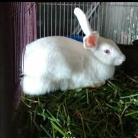 Jual Kelinci Lokal Terbaik & Terbaru November 2024 - Harga Murah
