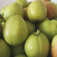 Jual Pear Xiang Lie Murah - Harga Terbaru 2024