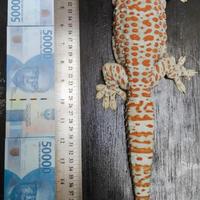 Tokek Rumah Terbaik & Terbaru Mei 2023 - Harga Murah