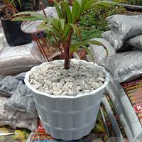 Jual Palem Botol Terbaik - Harga Murah Maret 2024 & Cicil 0%