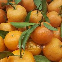 Jual Jeruk Shantang Terdekat - Harga Murah & Grosir Mei 2024