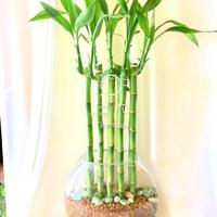 Jual Bambu Batangan Terbaik - Harga Murah November 2024 & Cicil 0%
