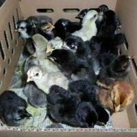 Jual Bibit Ayam Kampung Terbaik - Harga Murah Februari 2024 & Cicil 0%