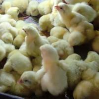 Jual Doc Ayam Broiler Terdekat - Harga Murah & Grosir Juni 2024
